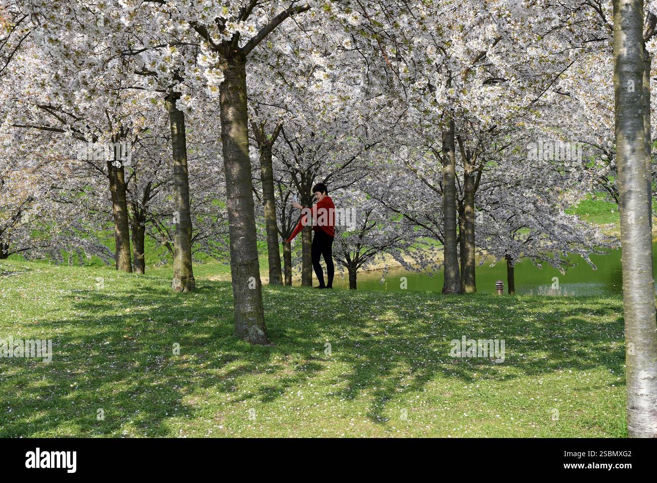 Copenhagen/Denmark 30 April 2018 Cheer trees visitors under cheer trees ...