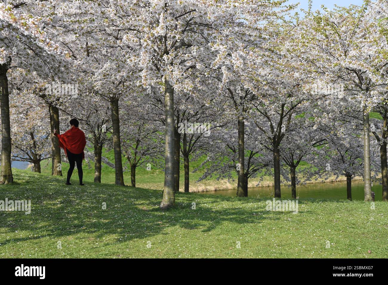 Copenhagen/Denmark 30 April 2018 Cheer trees visitors under cheer trees ...