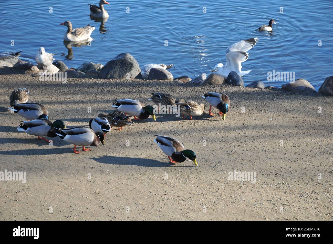 Copenhagen, Denmark. 27 February 2021, Family enjoy sun sine climate ...