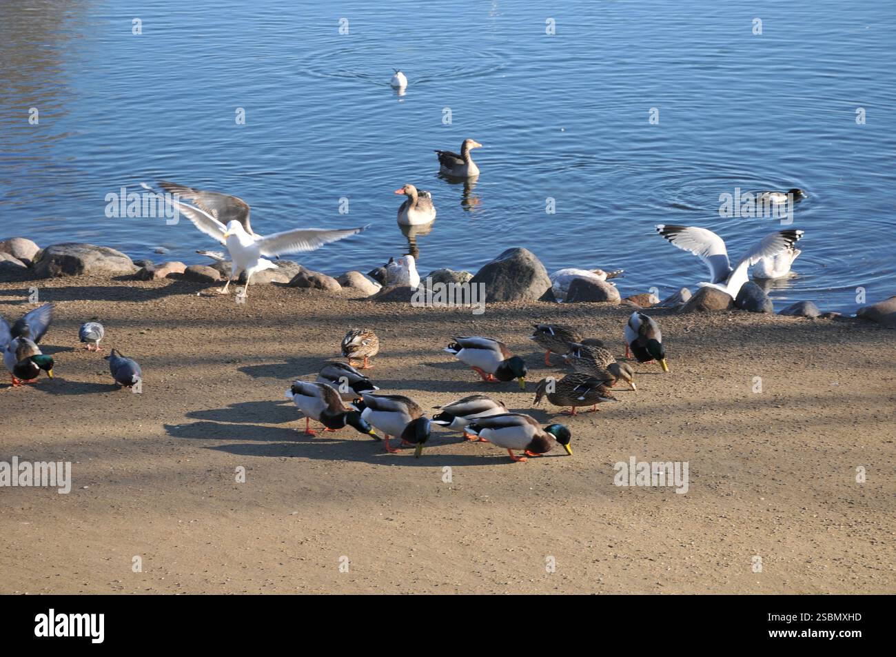Copenhagen, Denmark. 27 February 2021, Family enjoy sun sine climate ...