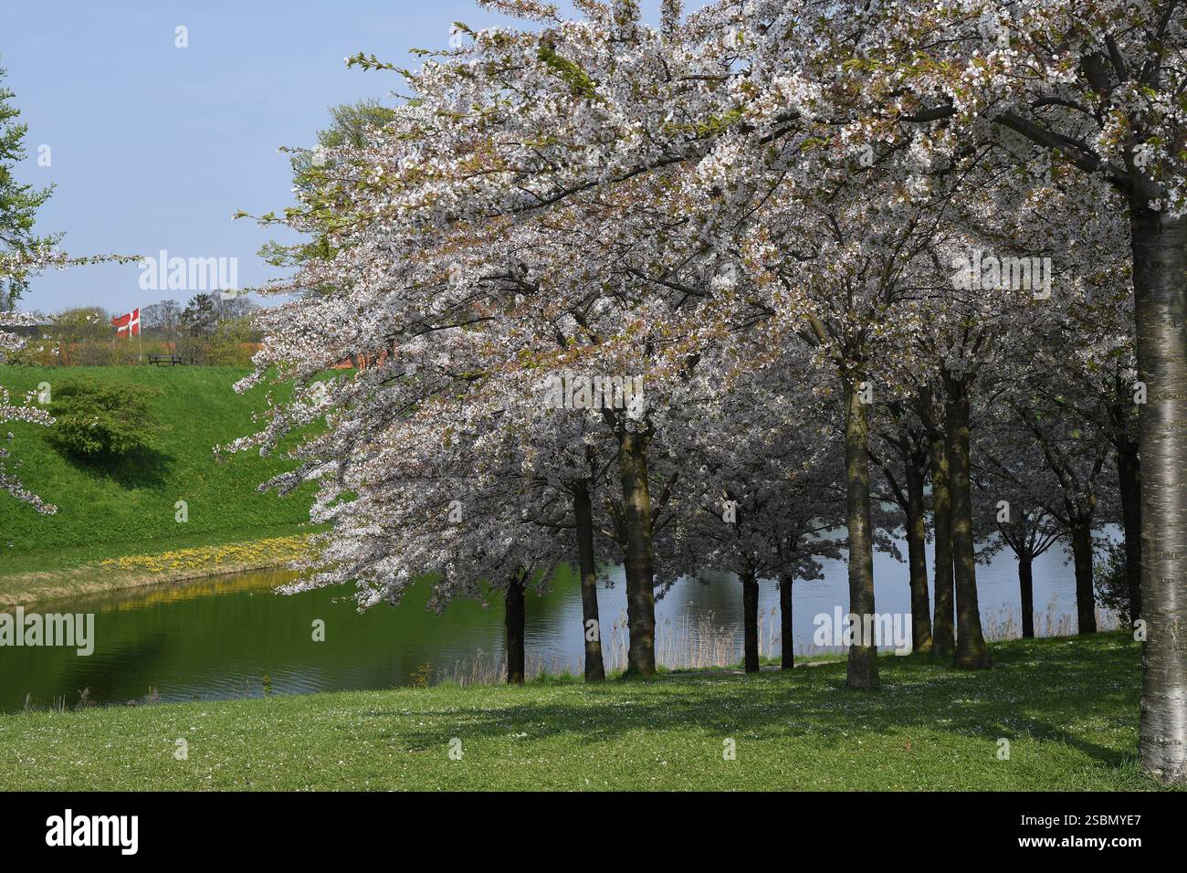 Copenhagen/Denmark 30 April 2018 Cheer trees visitors under cheer trees ...