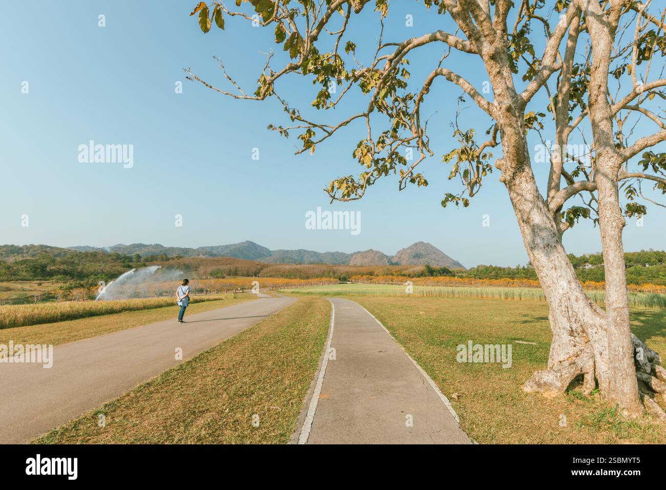 Beautiful flower garden at Singha Park, Chiang Rai, landscape of ...