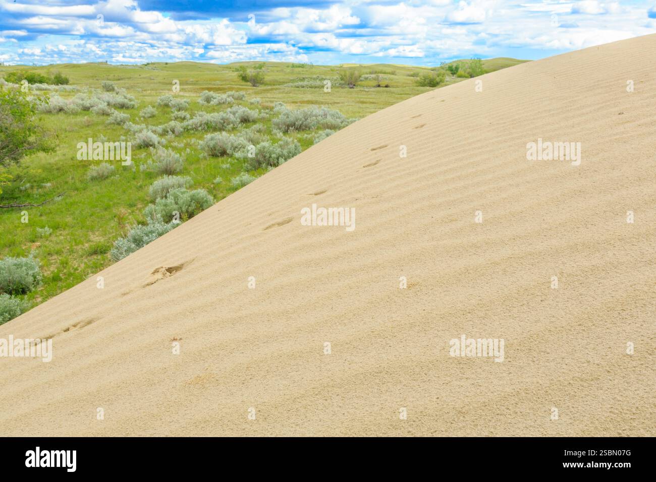 Sandy hill with a grassy field in the background. The hill is covered ...