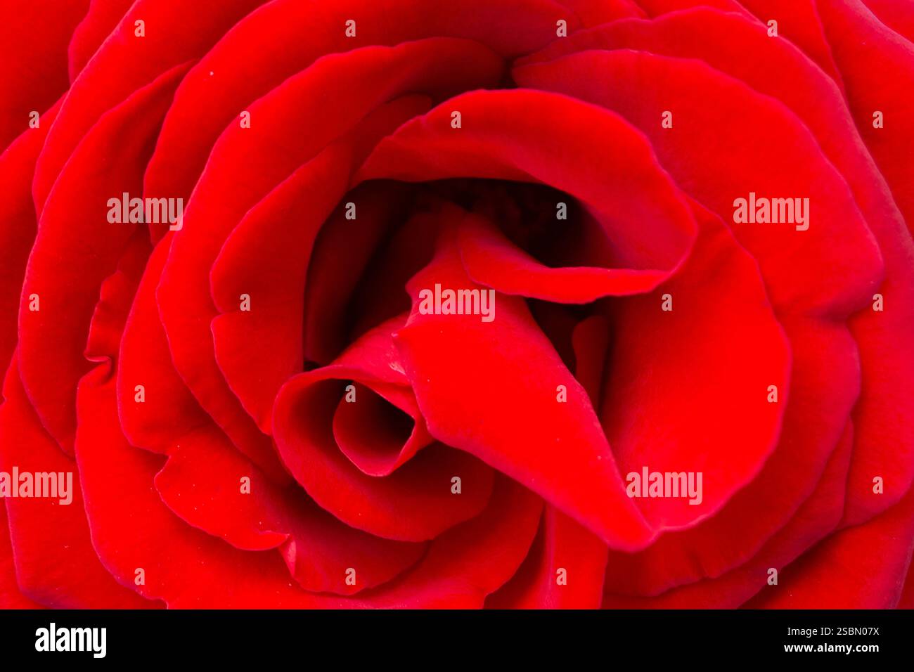 Red rose petals Stock Photo - Alamy