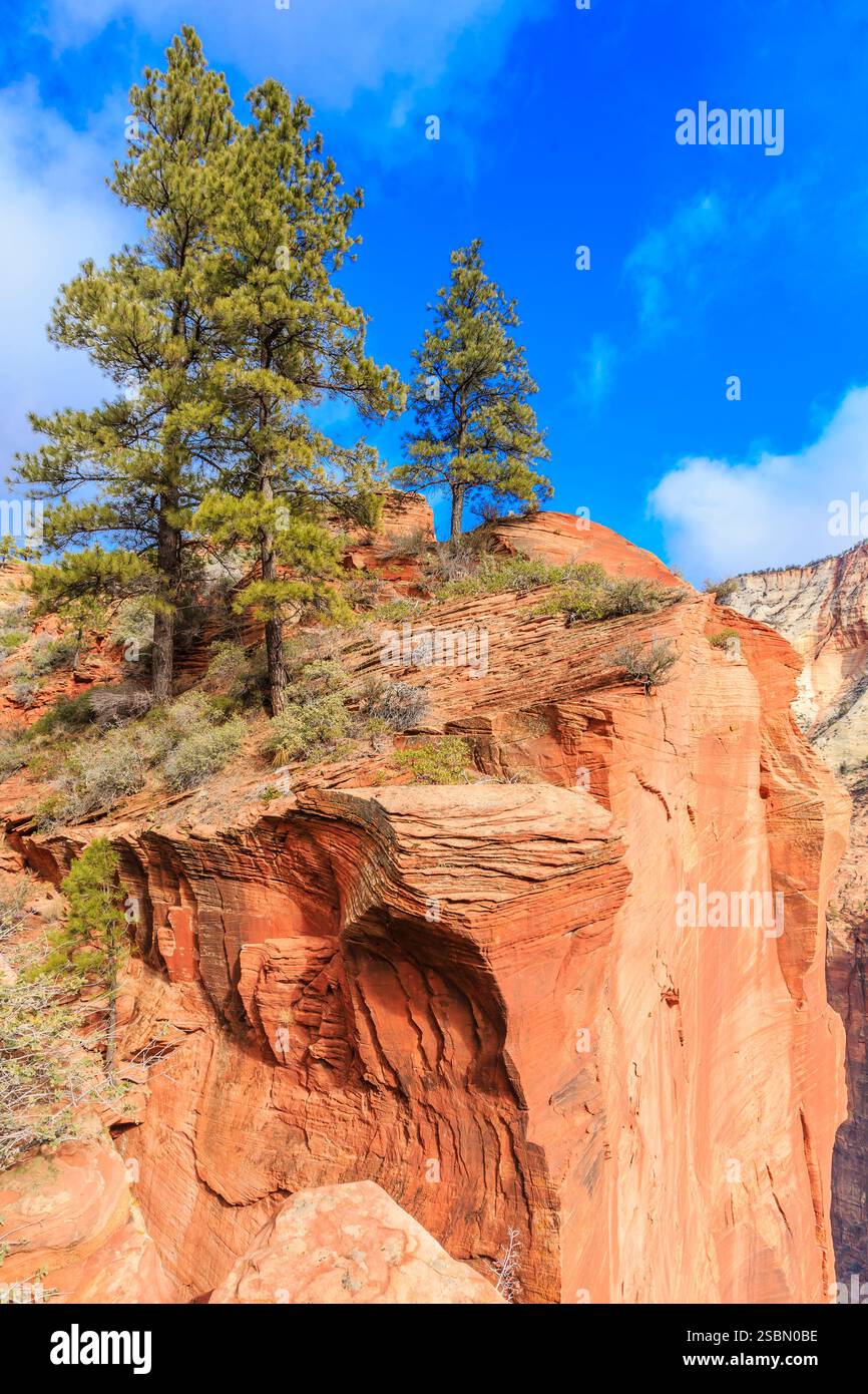Rocky cliff with two trees growing on it. The trees are green and are ...