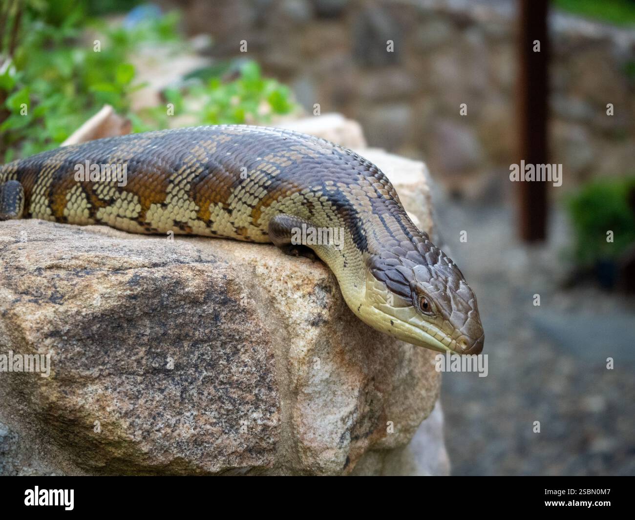 Blue Tongue Lizard, Australian native reptile on a rock wall in a ...