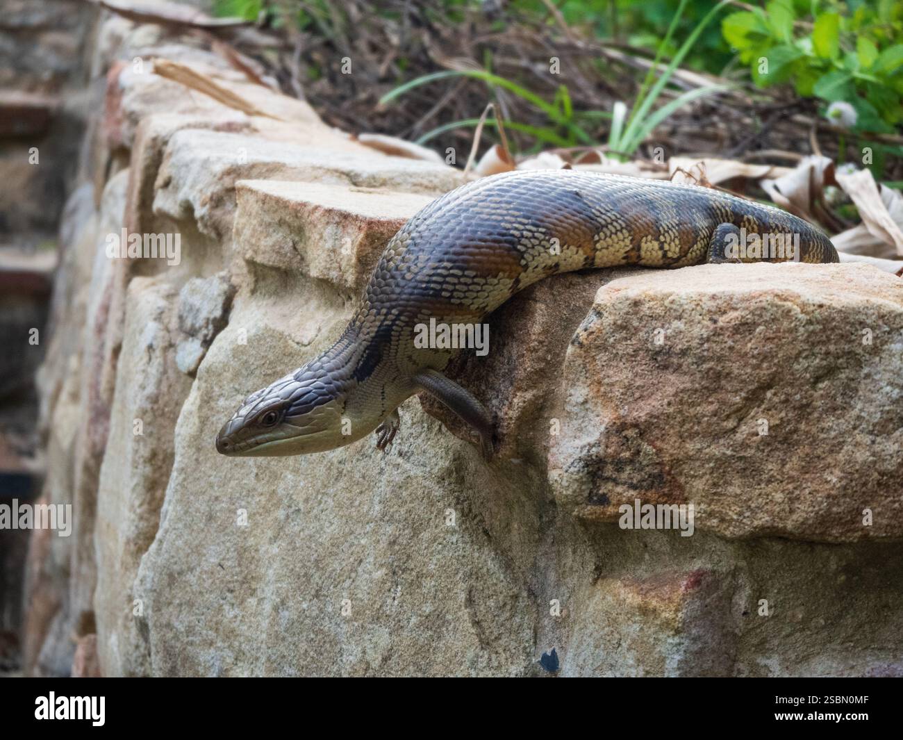 Blue Tongue Lizard, Australian native reptile on a rock wall in a ...