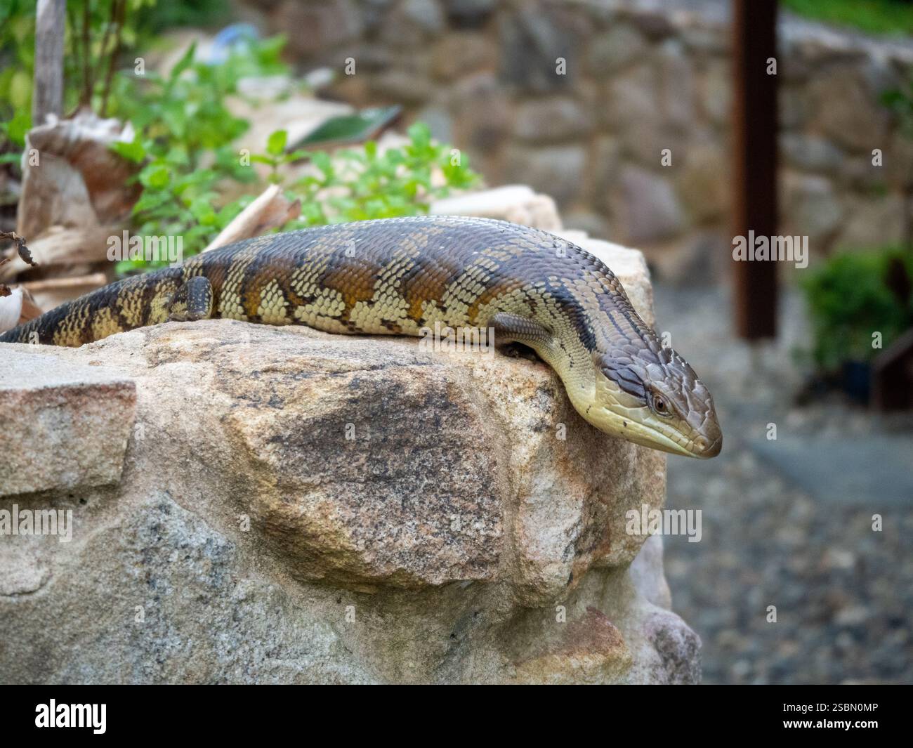 Blue Tongue Lizard, Australian native reptile on a rock wall in a ...