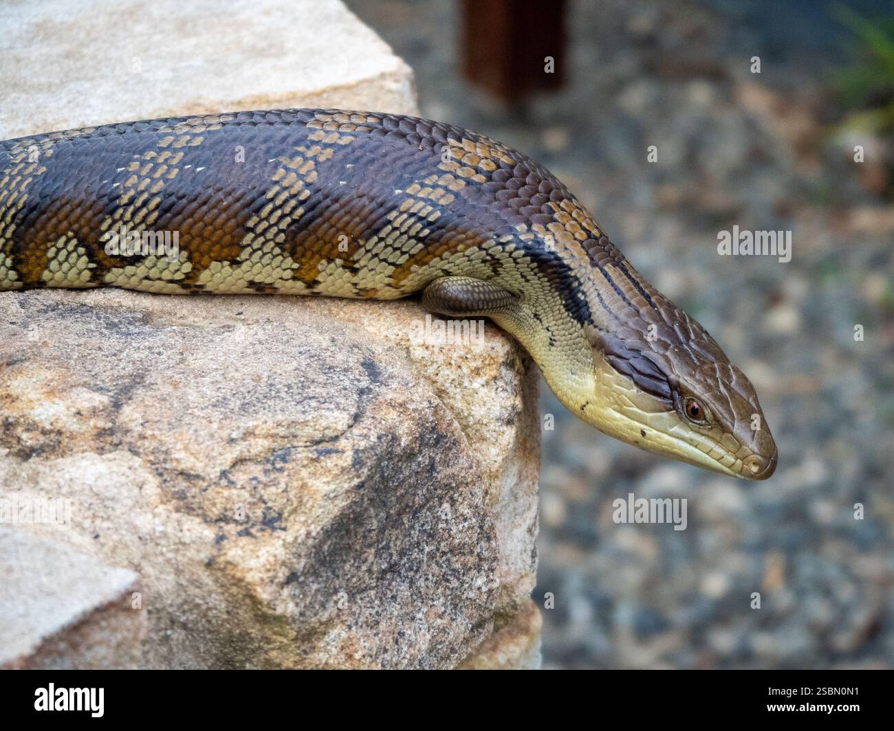 Blue Tongue Lizard, Australian native reptile on a rock wall in a ...