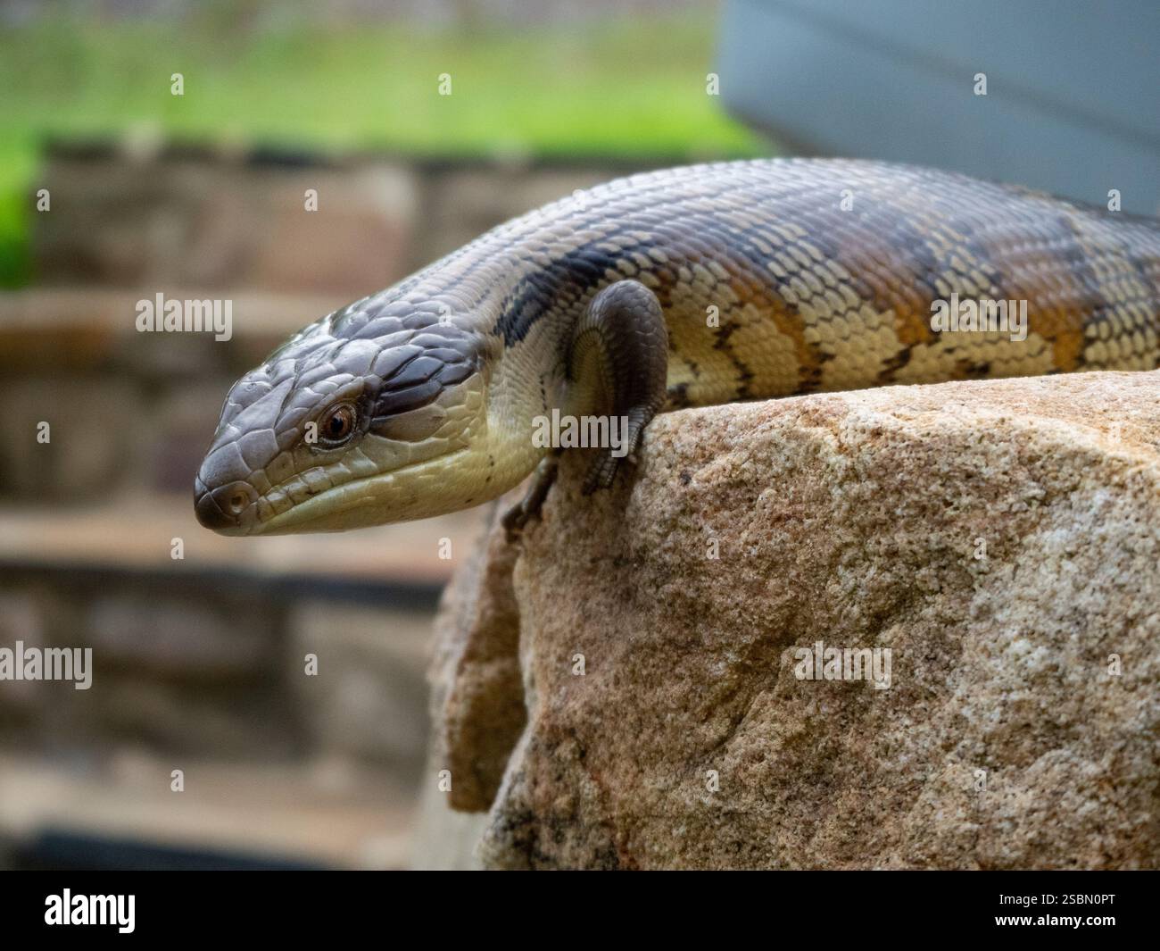 Blue Tongue Lizard, Australian native reptile on a rock wall in a ...