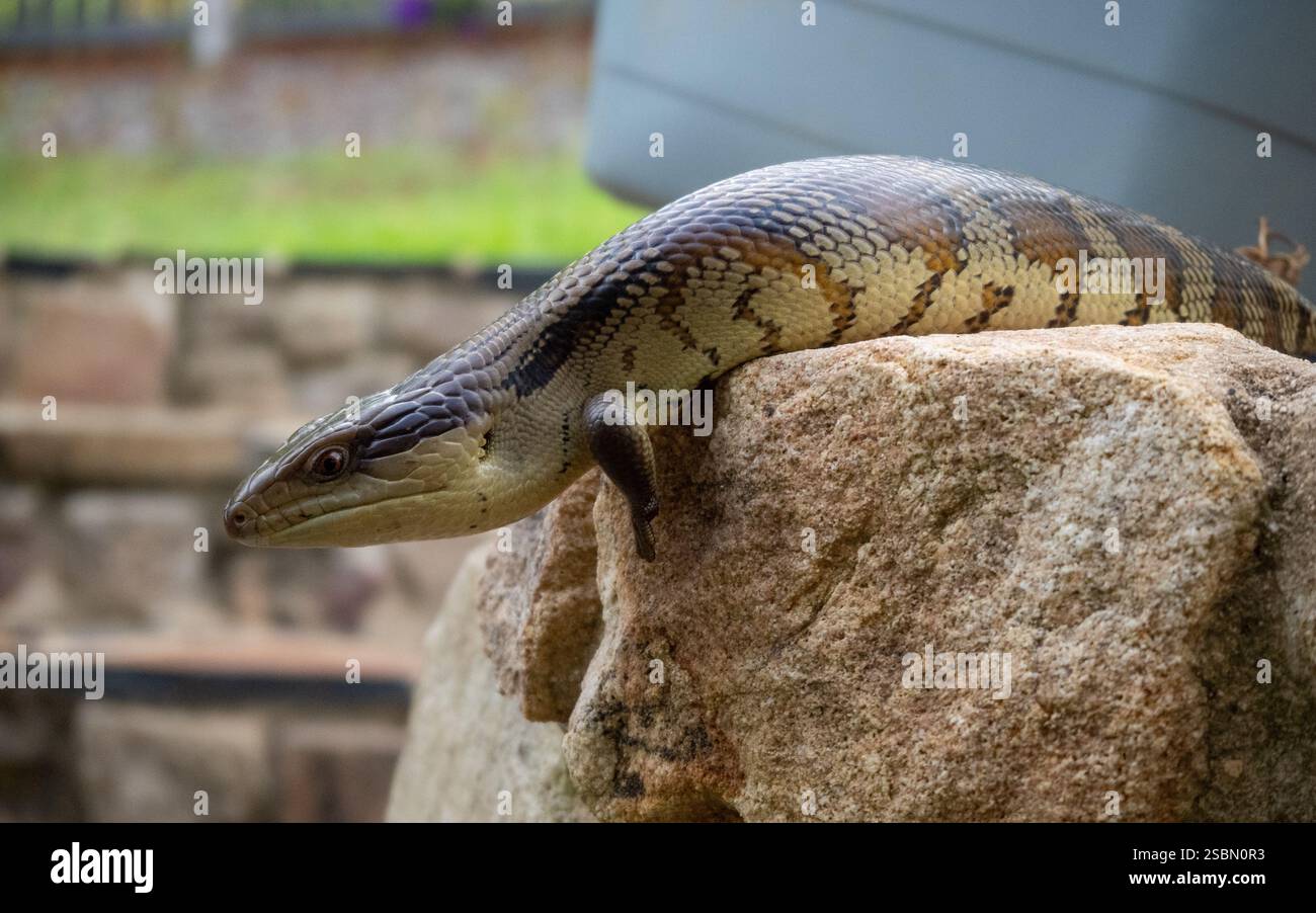 Blue Tongue Lizard, Australian native reptile on a rock wall in a ...