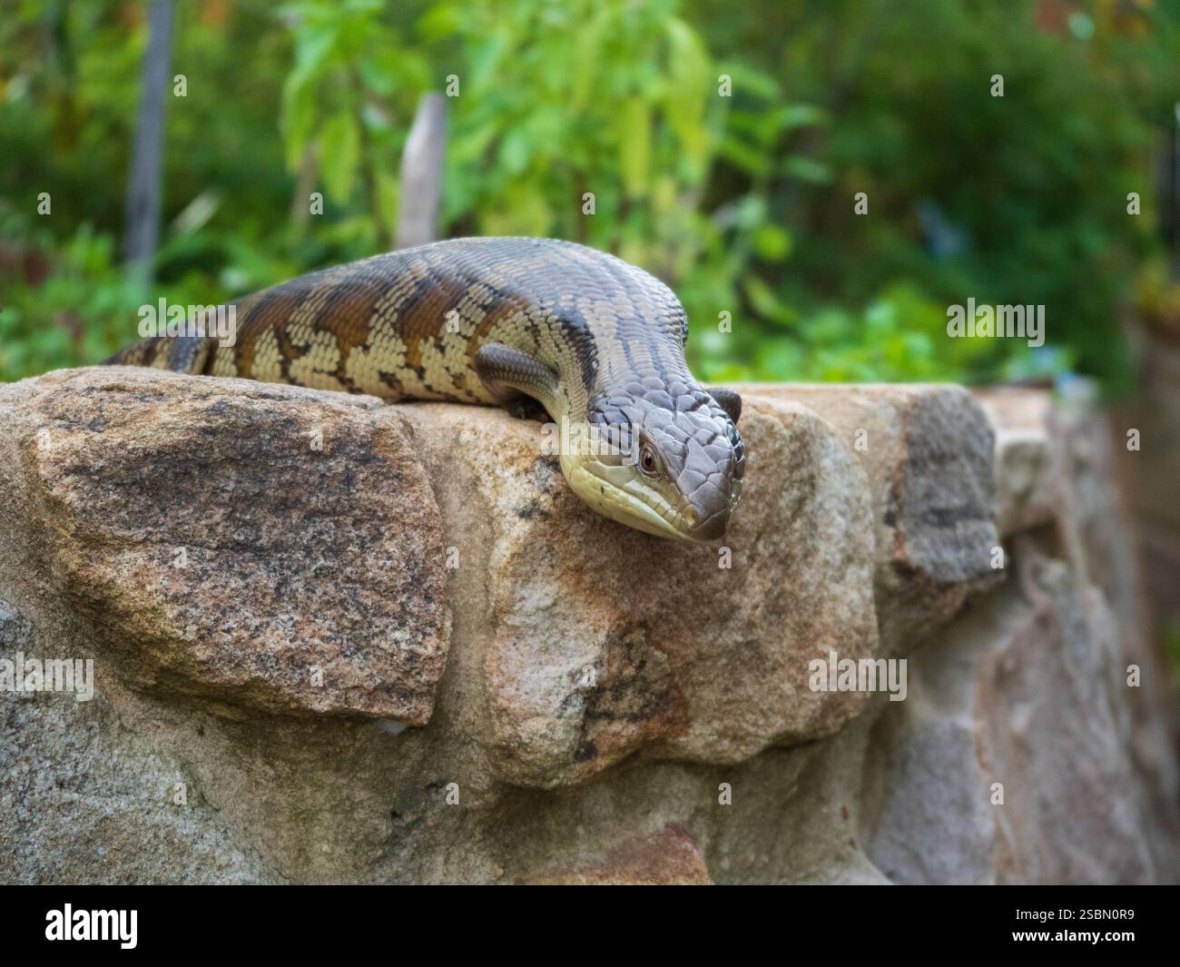 Blue Tongue Lizard, Australian native reptile on a rock wall in a ...
