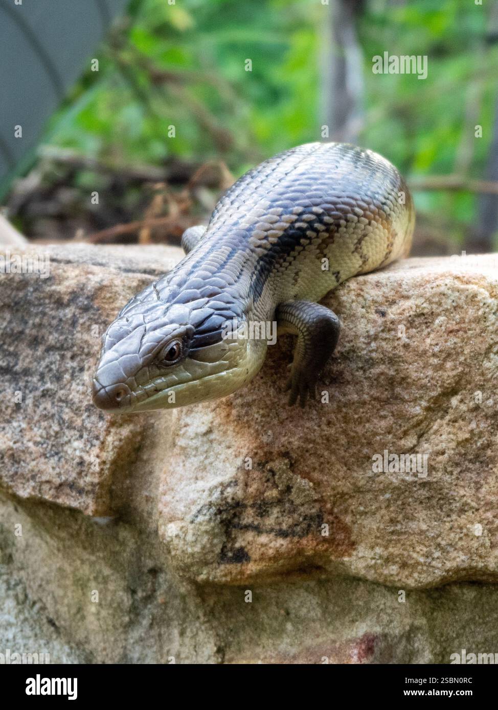 Blue Tongue Lizard, Australian native reptile on a rock wall in a ...