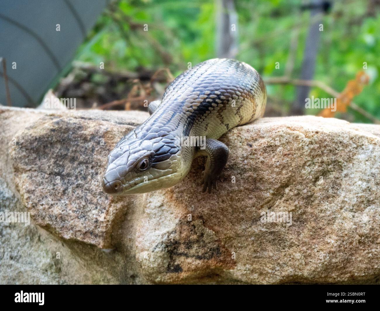 Blue Tongue Lizard, Australian native reptile on a rock wall in a ...