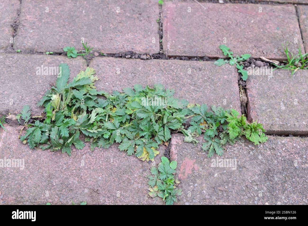 Weed block hi-res stock photography and images - Alamy