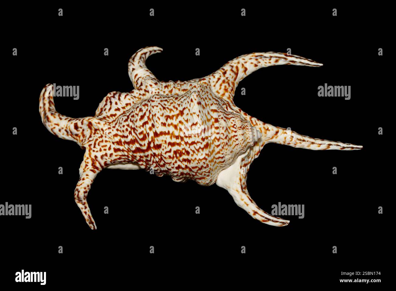 Chiragra Spider Conch (Harpago chiragra) top view on dark background ...