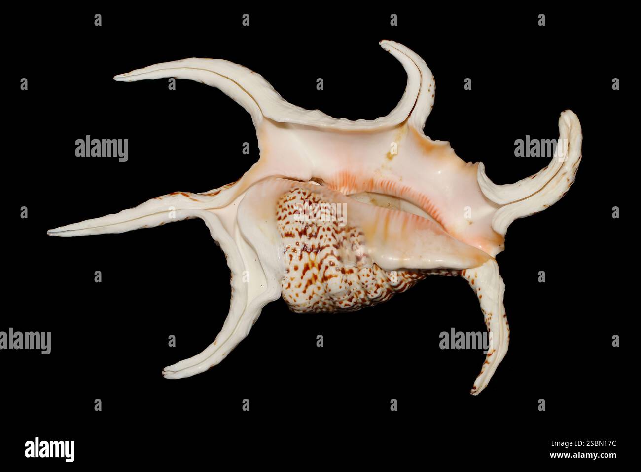 Chiragra Spider Conch (Harpago chiragra) bottom view on dark background ...