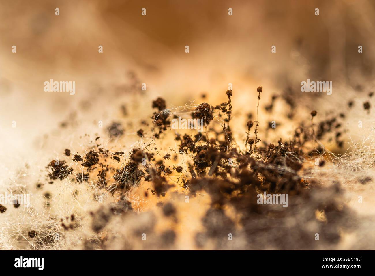 Closeup black fungus hyphae and colony Stock Photo - Alamy