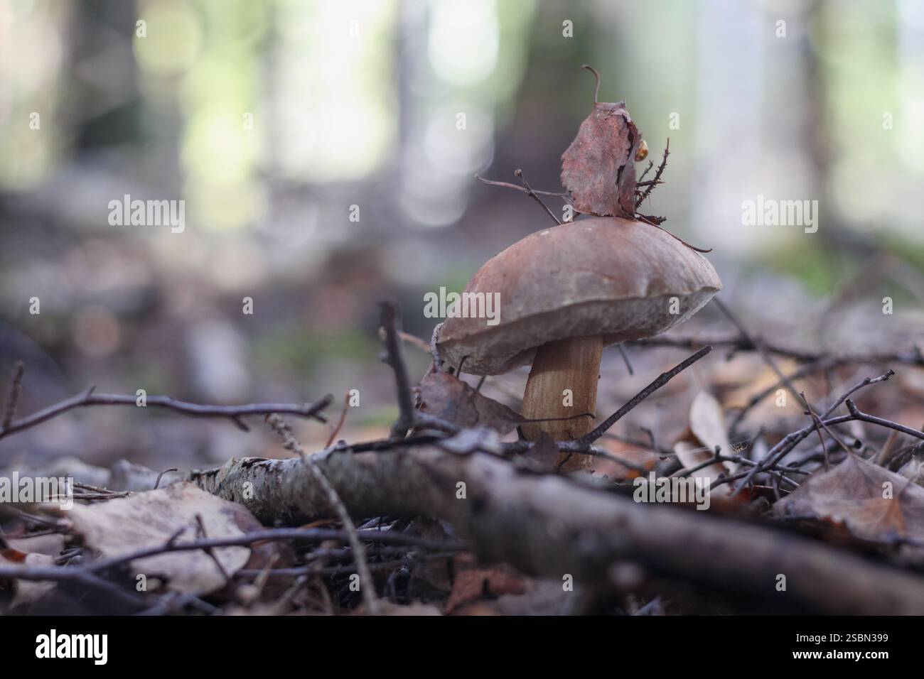 a brown mushroom with a wide cap that grows in the forest on the ground ...