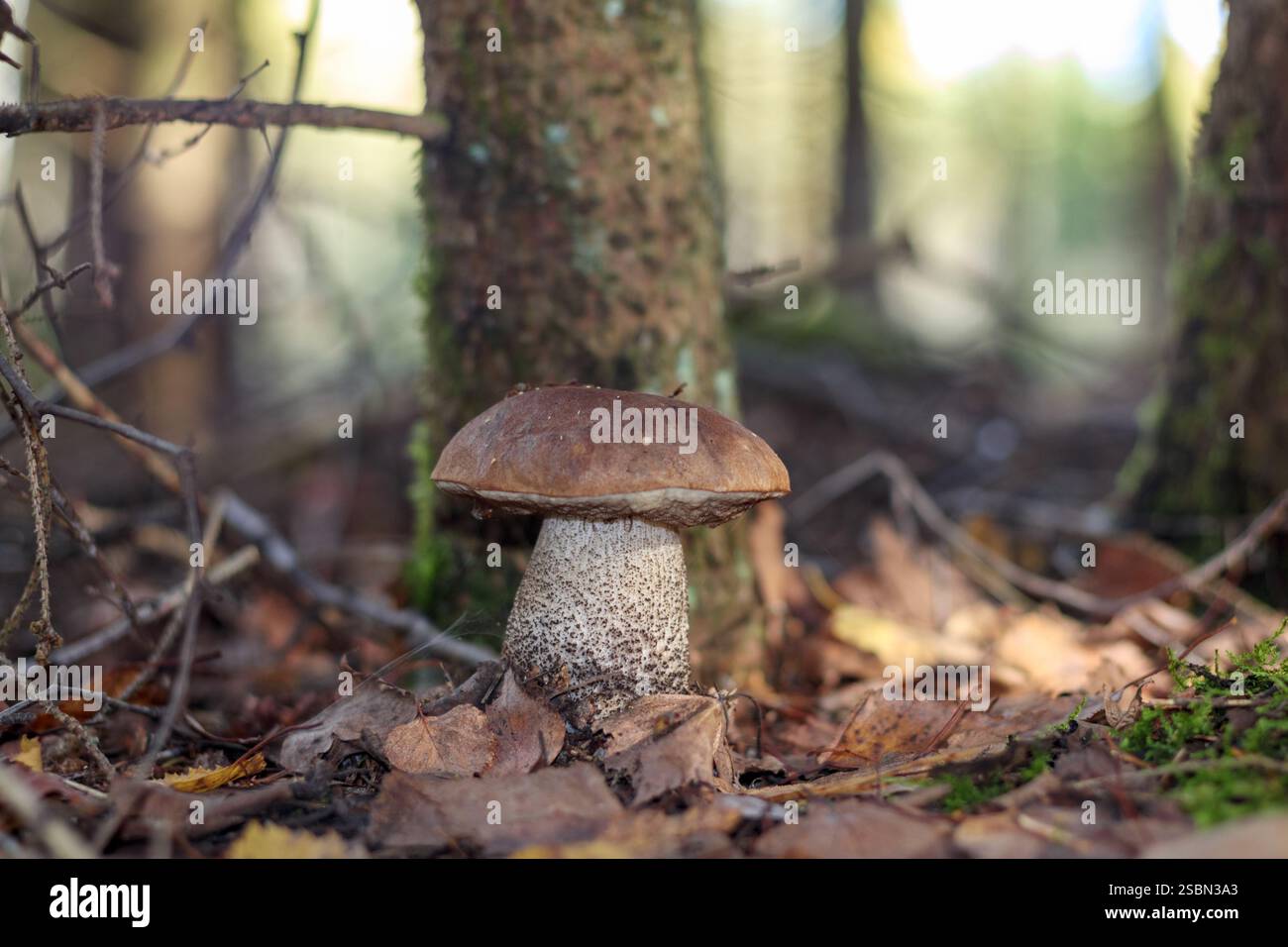 a brown mushroom with a white stalk that grows in the forest among ...