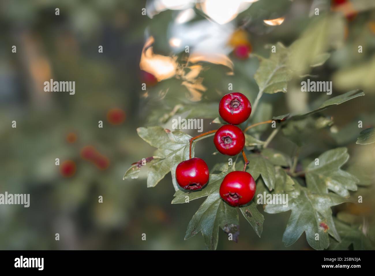 three red berries on a tree branch with green leaves Stock Photo - Alamy