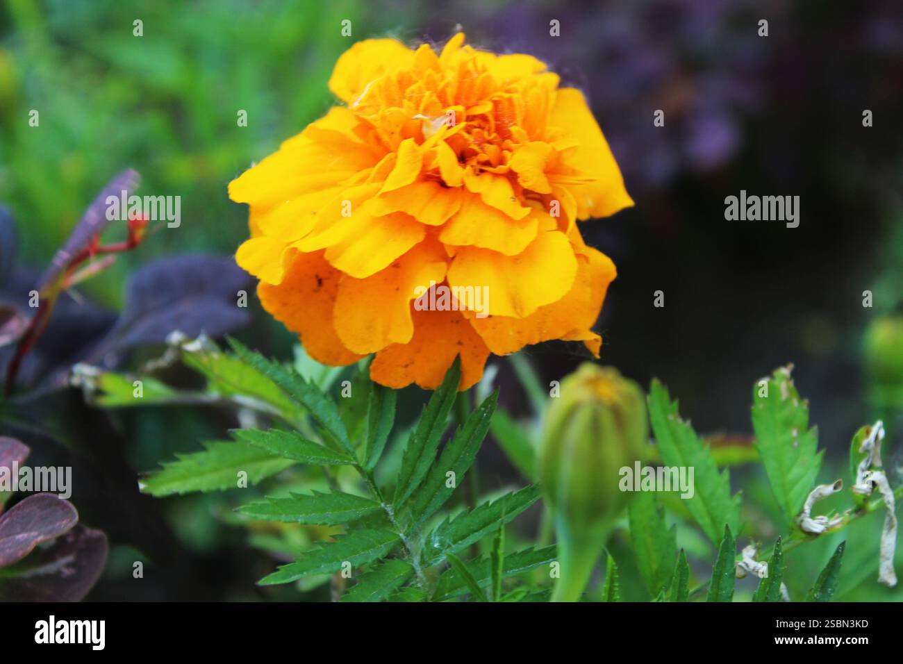 Close-up of a large marigold flower side view. Summer Flowers Stock ...