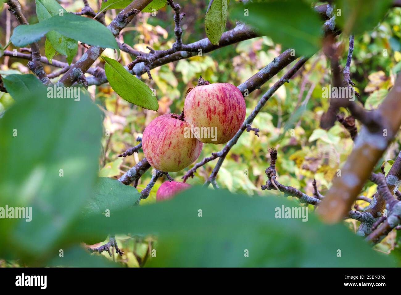 Colorful apples hanging on a tree between branches and leaves Stock ...
