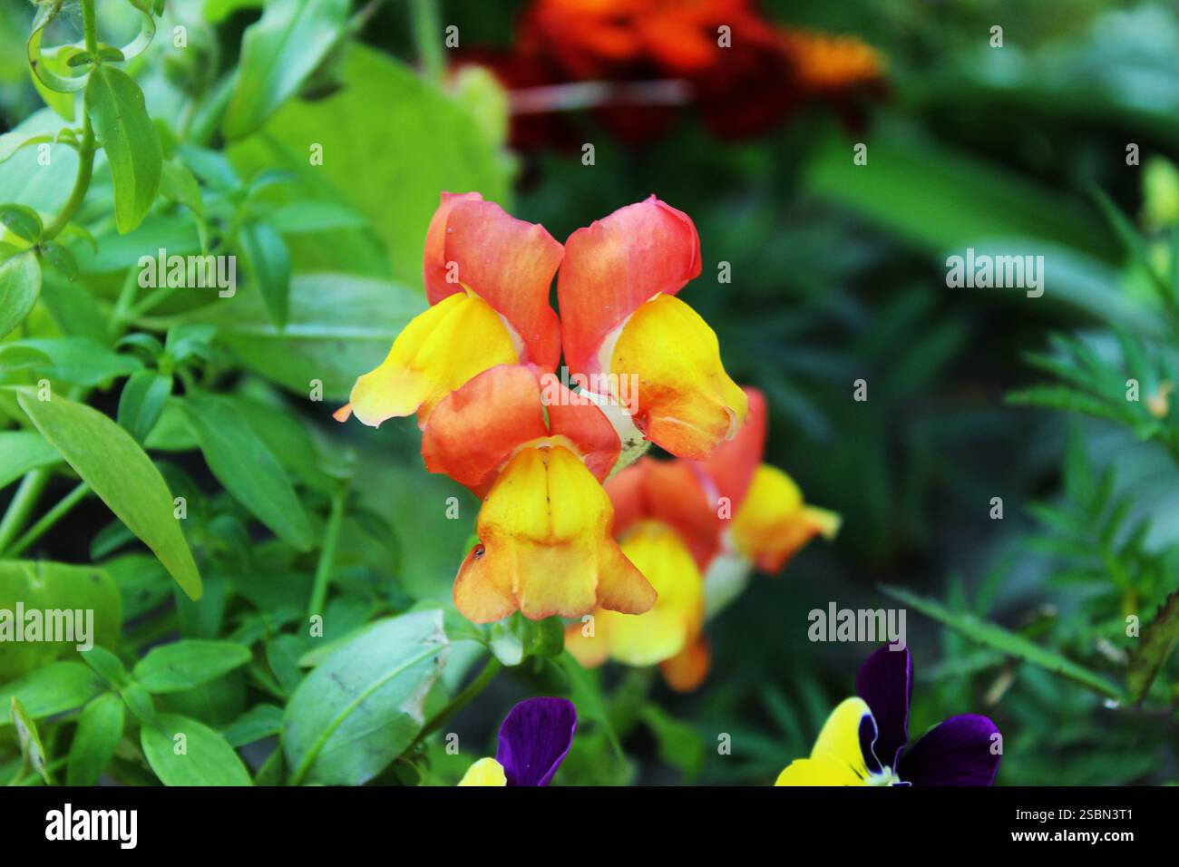 Antirrhinum majus yellow-red snapdragon flower. Flowers for a summer ...