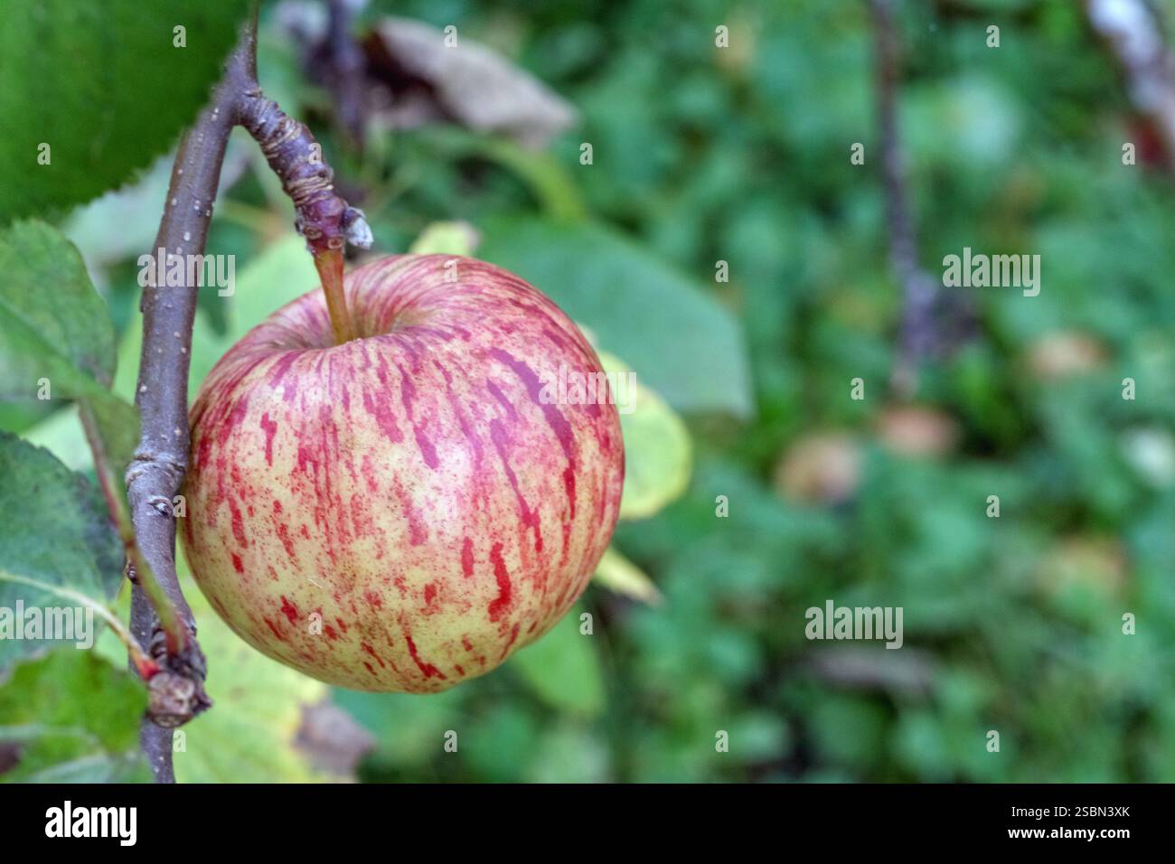Colorful apples hanging on a tree between branches and leaves Stock ...