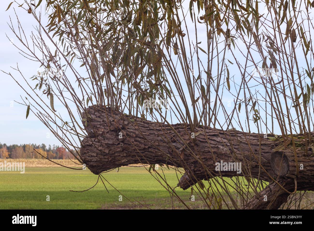 a prolific tree with many branches full of small green leaves Stock ...