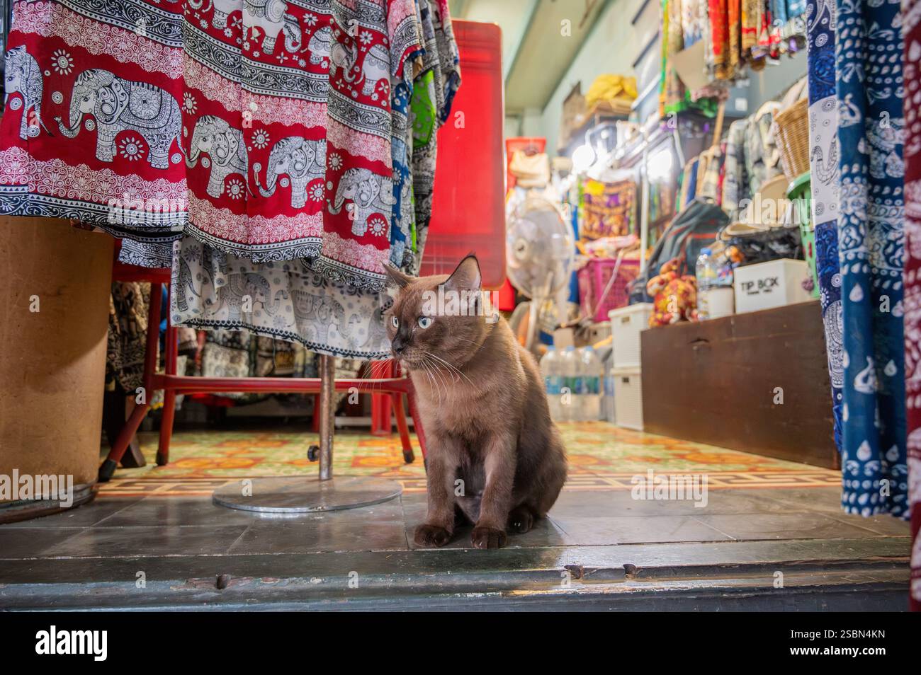 Bangkok cat, market, street market Stock Photo - Alamy