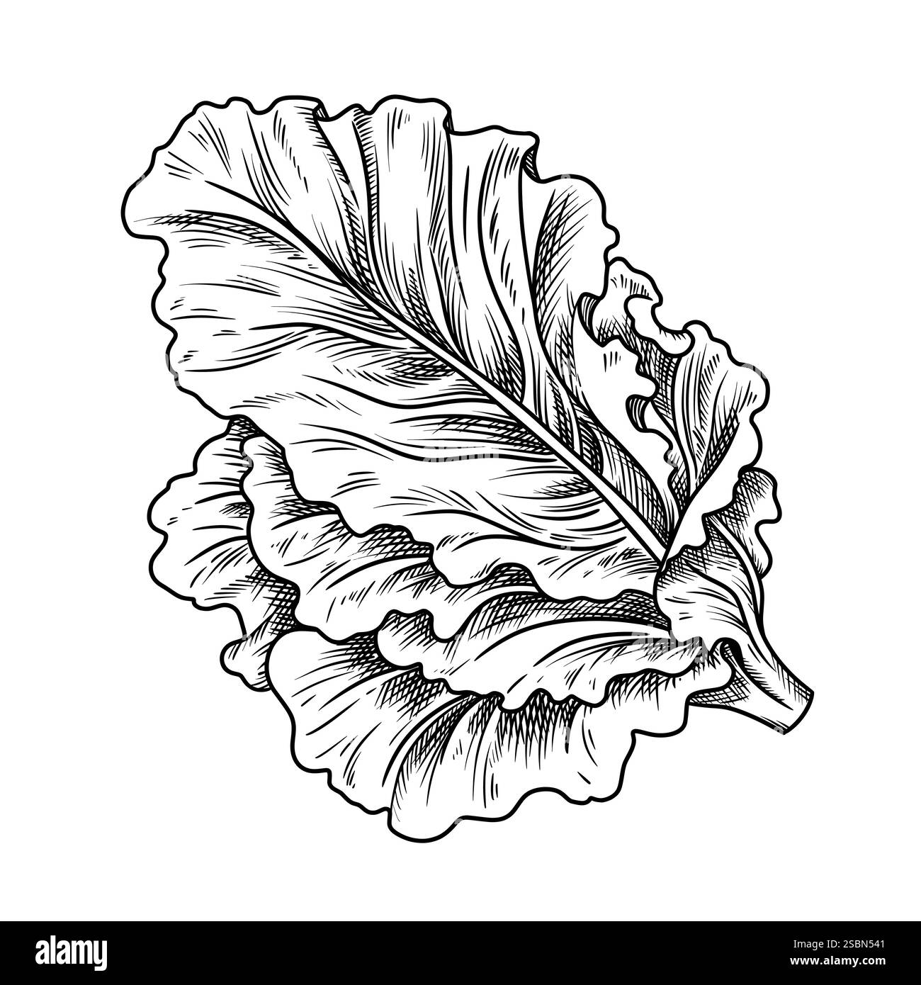 Fresh lettuce food illustration in the graphic line art style. Hand ...