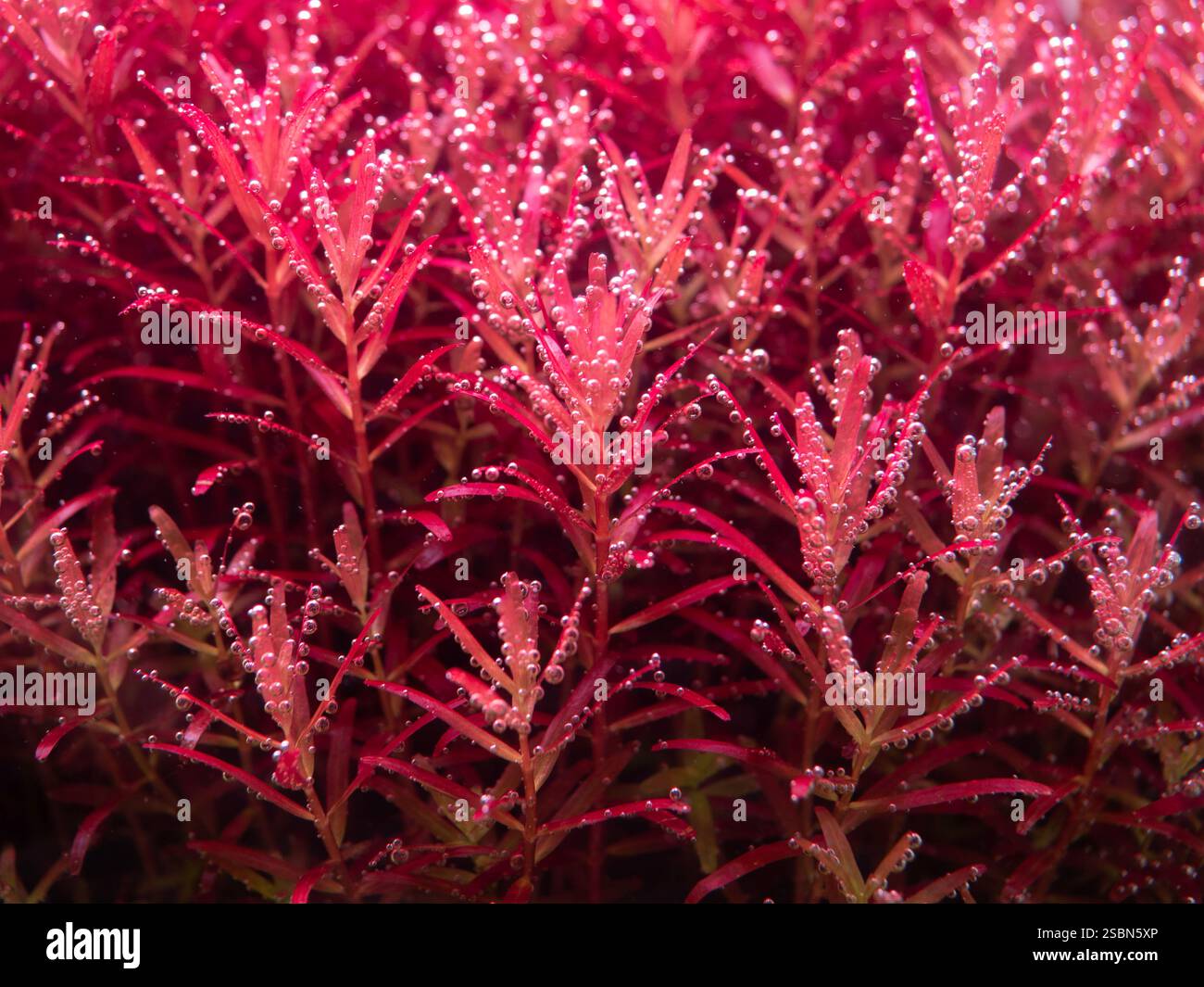 Beautiful aquatic plants for decorating aquariums Stock Photo - Alamy