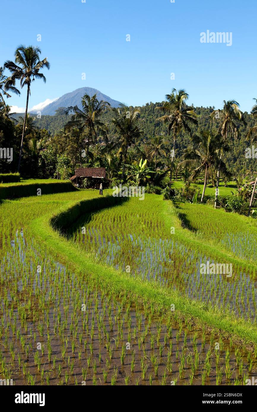 The Jatiluwih rice terraces comprise over 600 hectares of rice fields ...