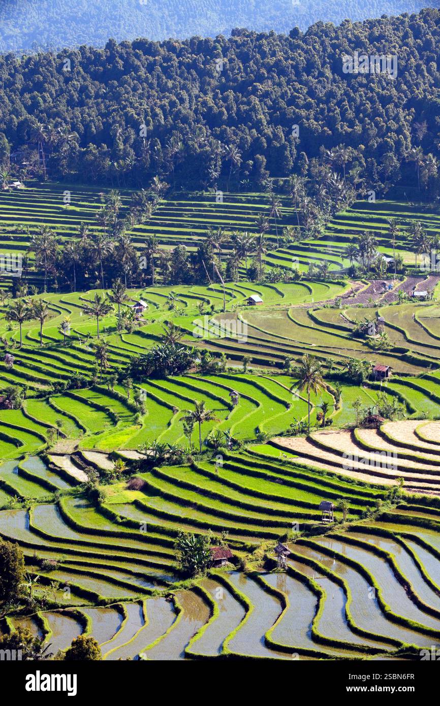 The Jatiluwih rice terraces comprise over 600 hectares of rice fields ...
