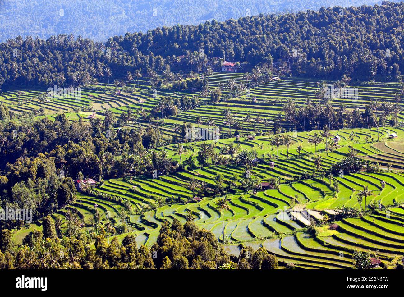 The Jatiluwih rice terraces comprise over 600 hectares of rice fields ...