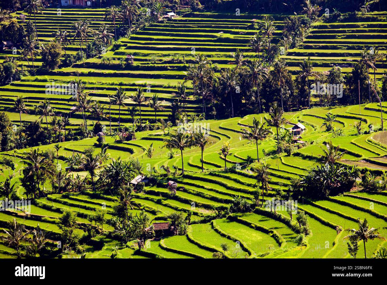 The Jatiluwih rice terraces comprise over 600 hectares of rice fields ...