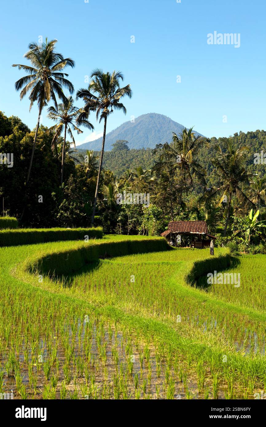 The Jatiluwih rice terraces comprise over 600 hectares of rice fields ...
