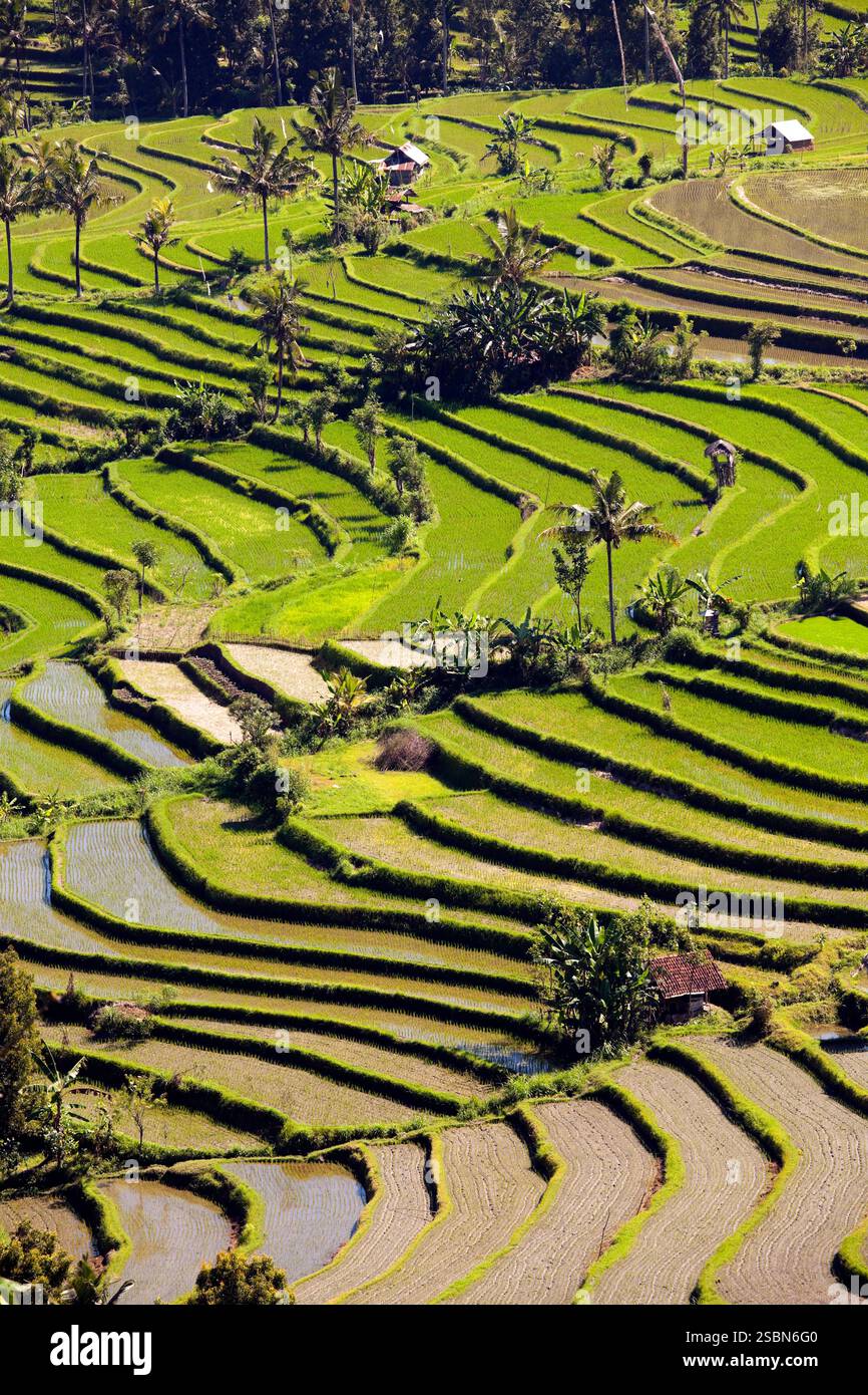The Jatiluwih rice terraces comprise over 600 hectares of rice fields ...