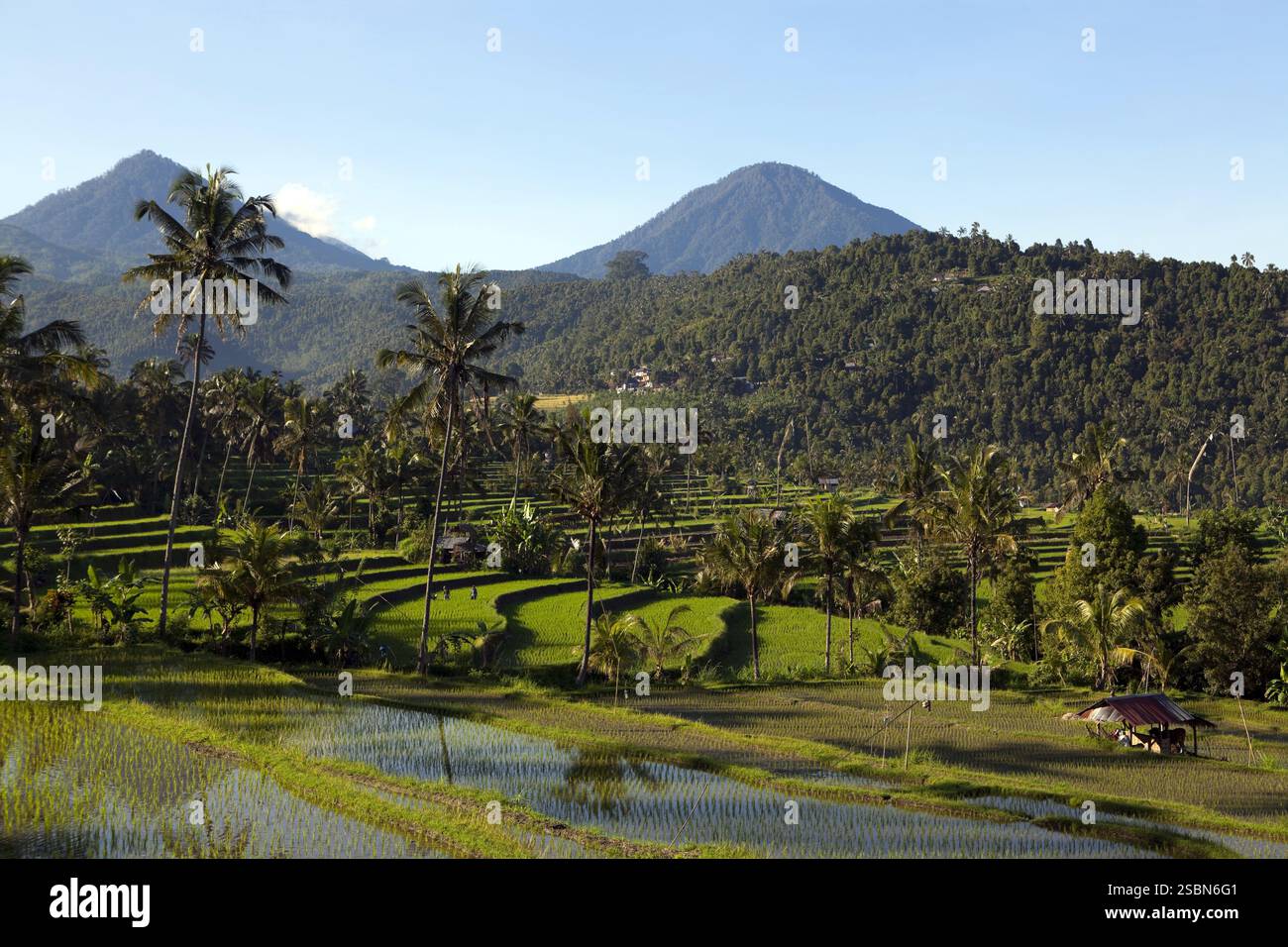 The Jatiluwih rice terraces comprise over 600 hectares of rice fields ...