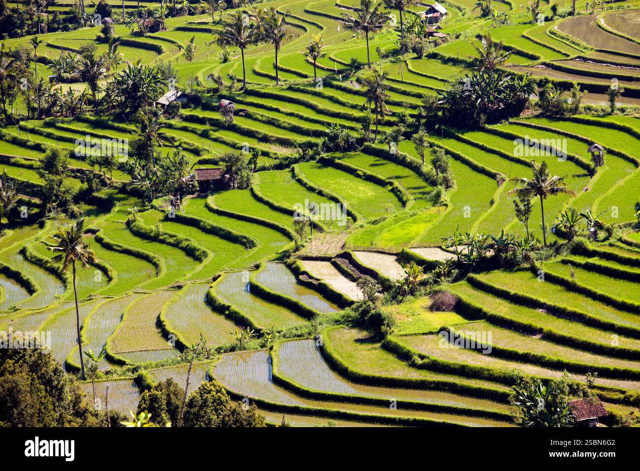 The Jatiluwih rice terraces comprise over 600 hectares of rice fields ...