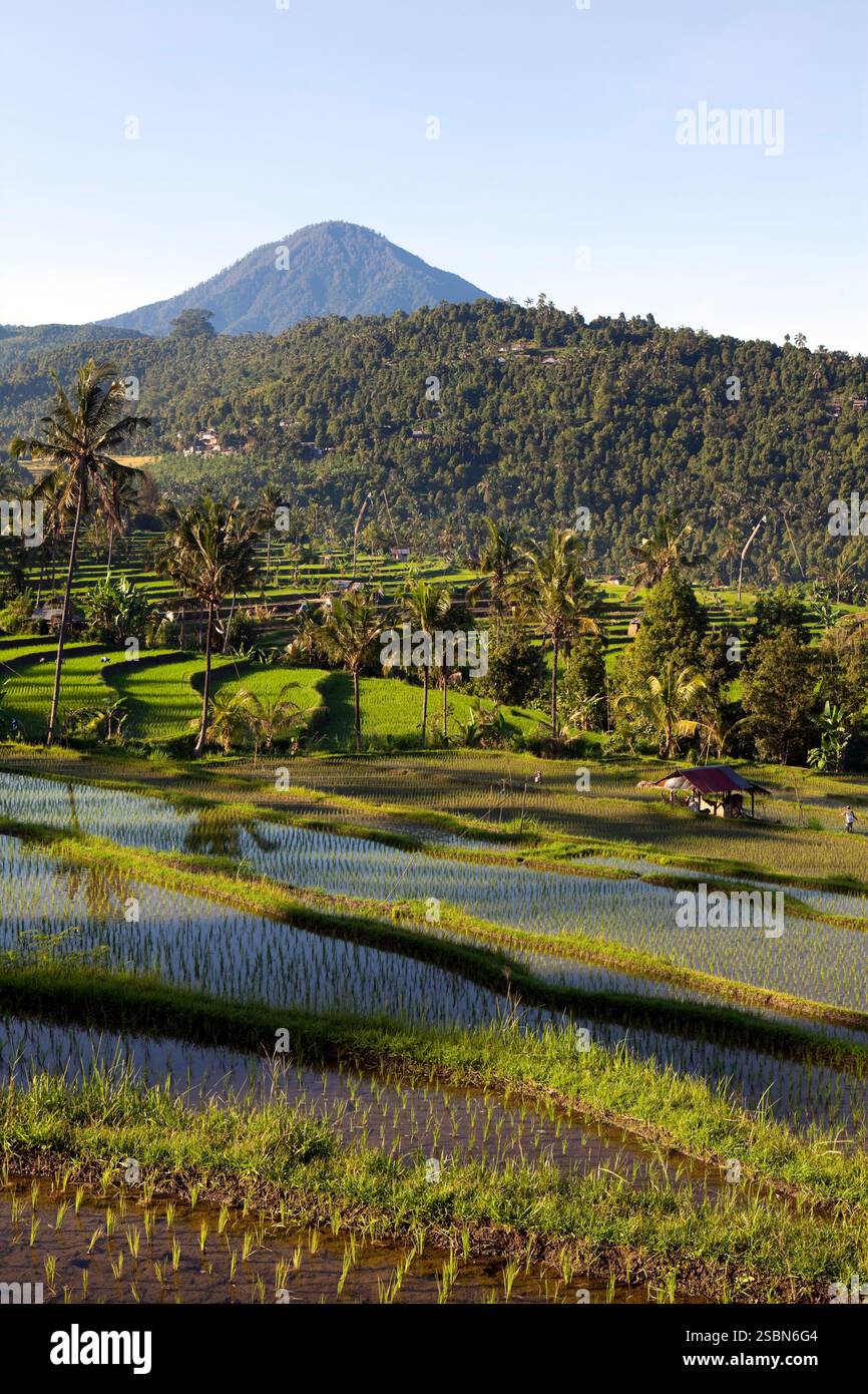 The Jatiluwih rice terraces comprise over 600 hectares of rice fields ...