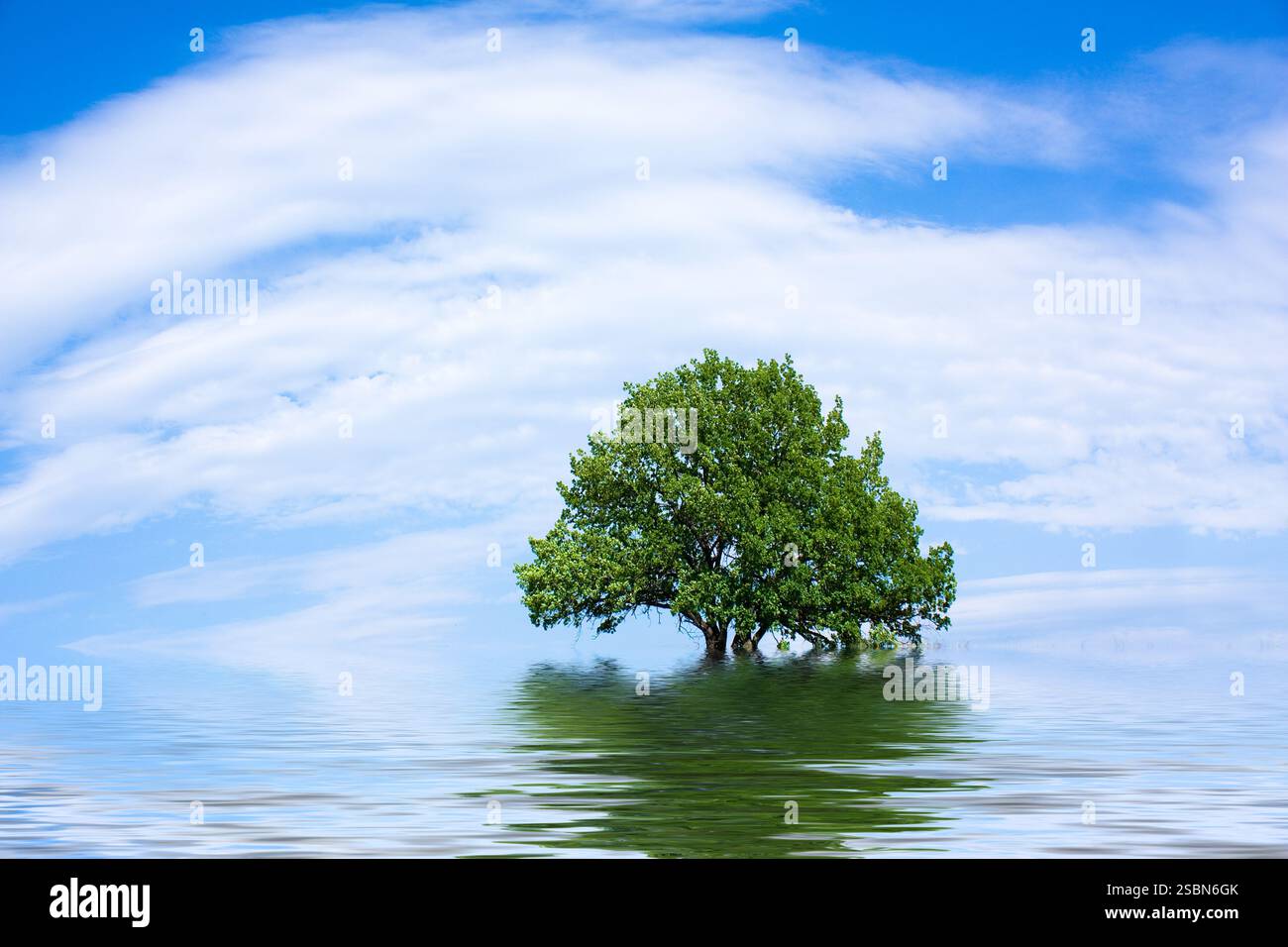 old lone oak tree in the water Stock Photo - Alamy
