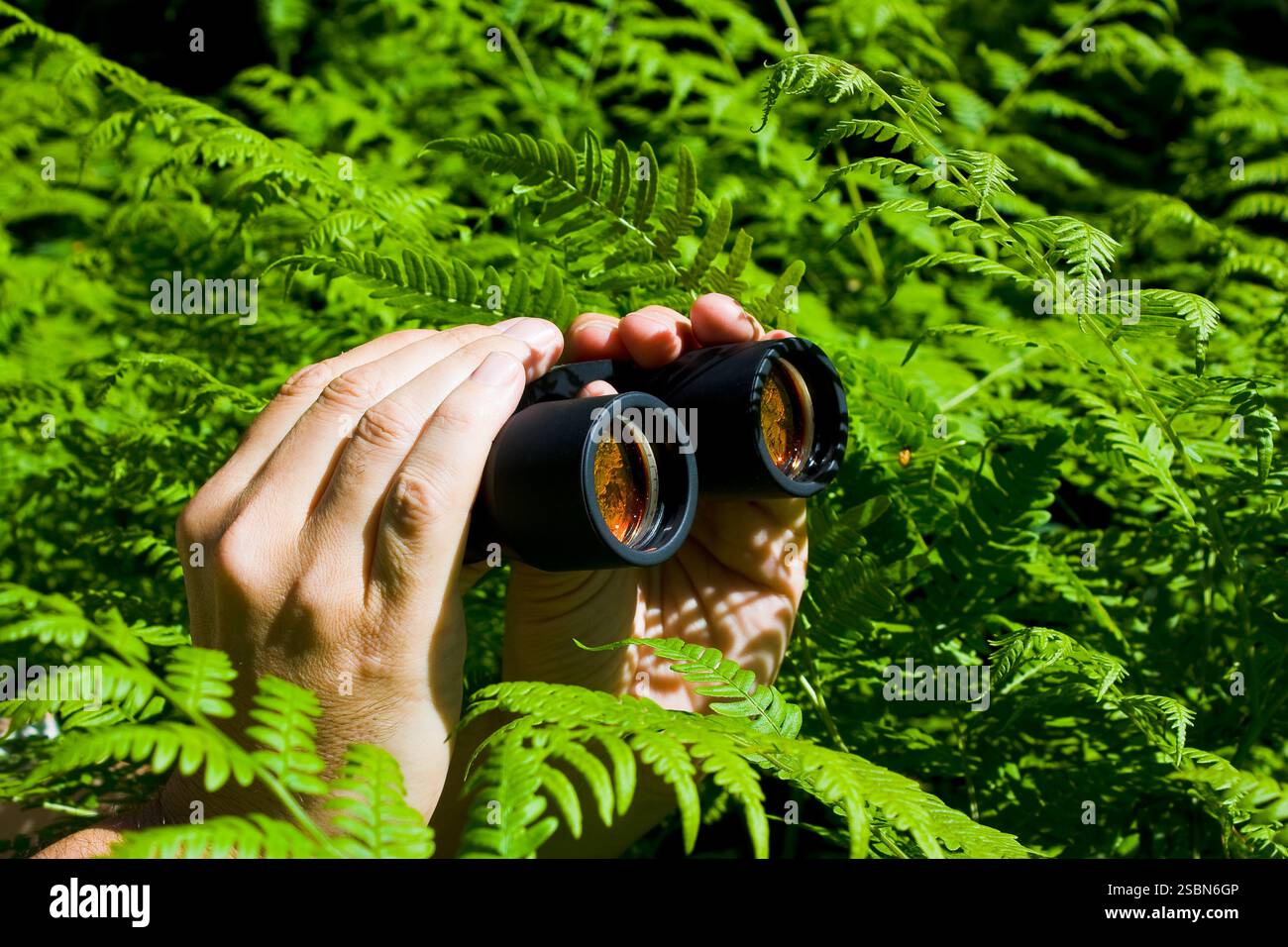 Binoculars in hand peeking from the bushes Stock Photo - Alamy