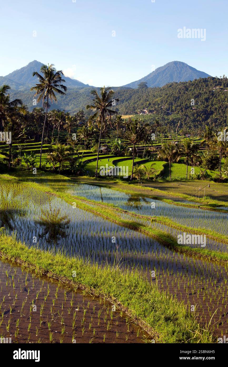 The Jatiluwih rice terraces comprise over 600 hectares of rice fields ...