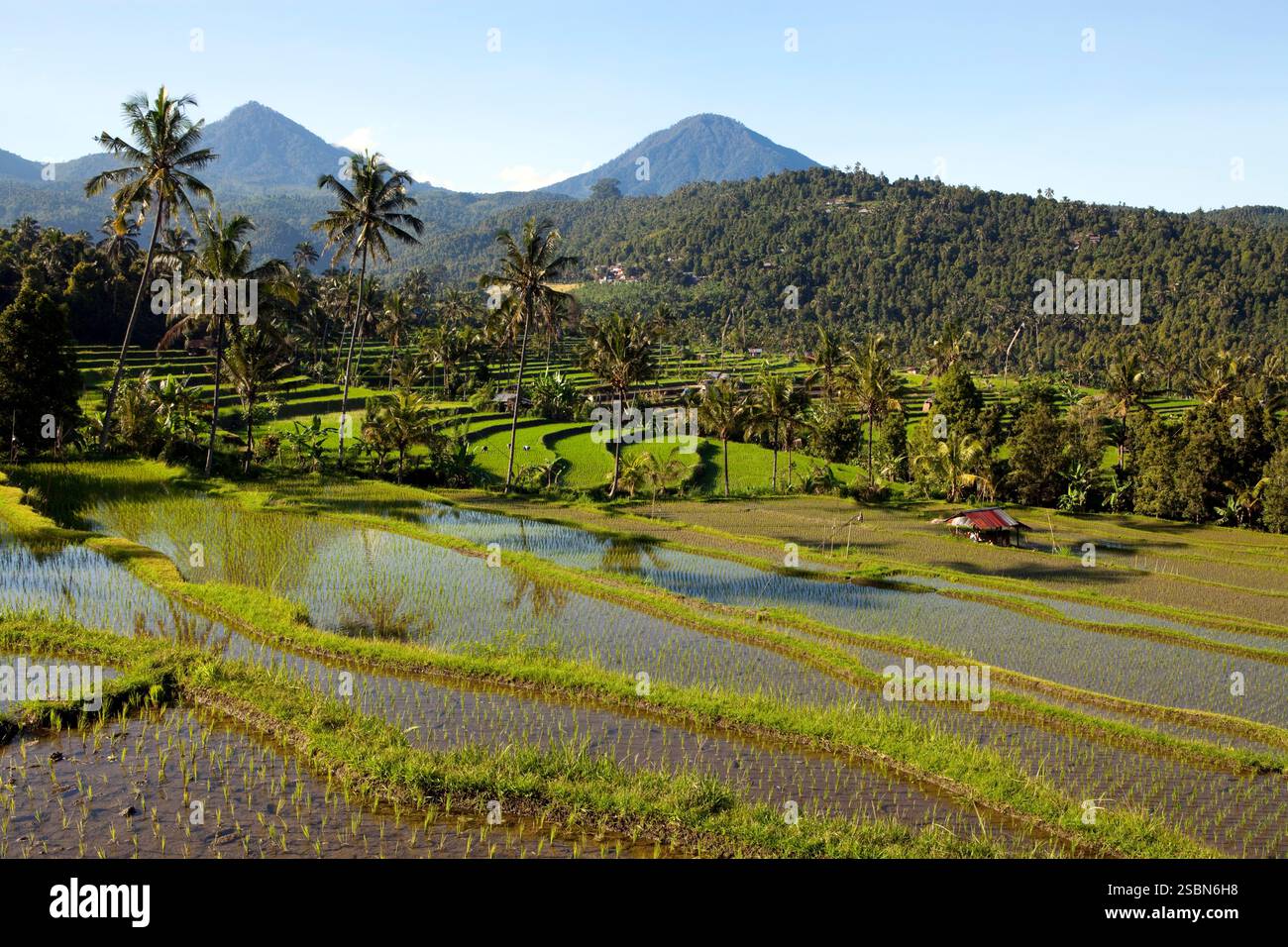 The Jatiluwih rice terraces comprise over 600 hectares of rice fields ...