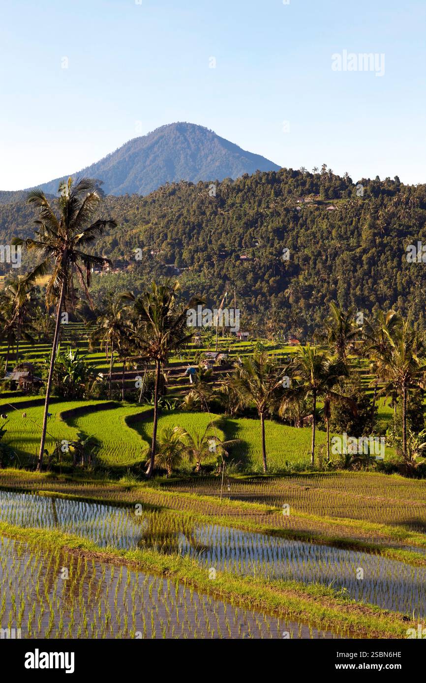 The Jatiluwih rice terraces comprise over 600 hectares of rice fields ...