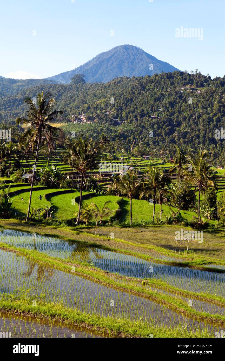 The Jatiluwih rice terraces comprise over 600 hectares of rice fields ...