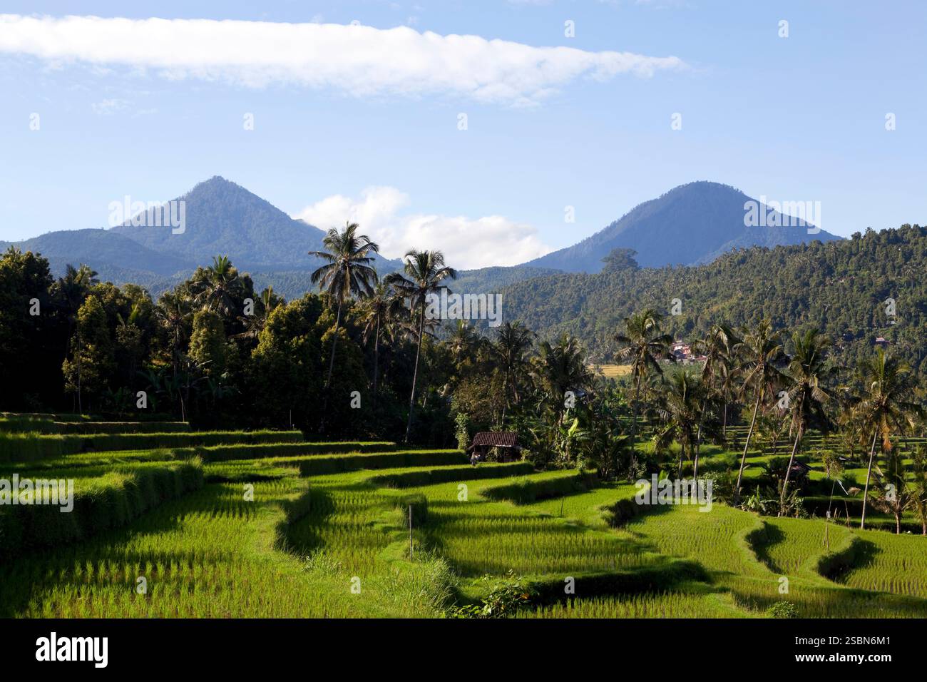 The Jatiluwih rice terraces comprise over 600 hectares of rice fields ...
