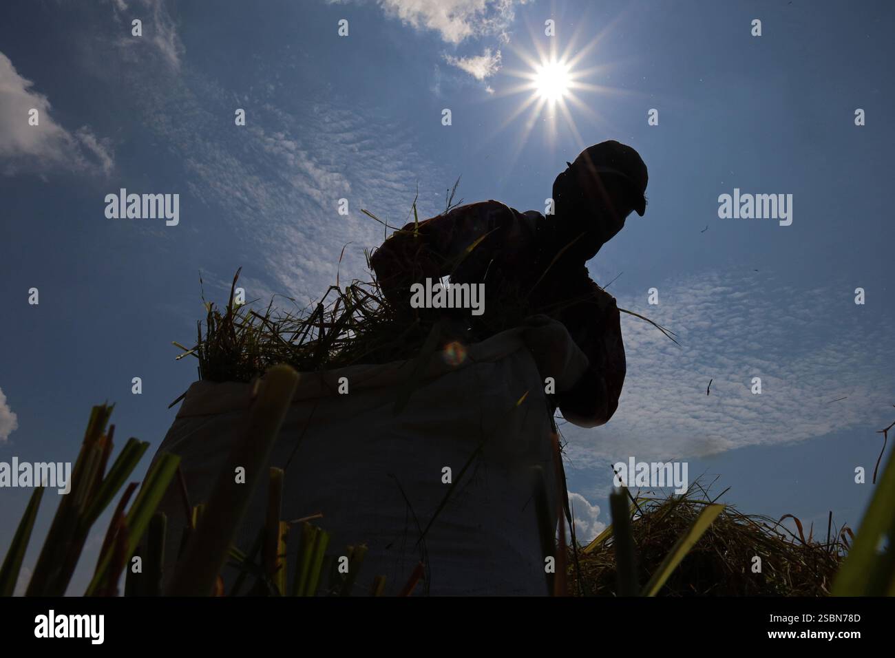 Aceh Besar, Aceh, Indonesia. 4th Feb, 2025. Farmers tie the harvested ...